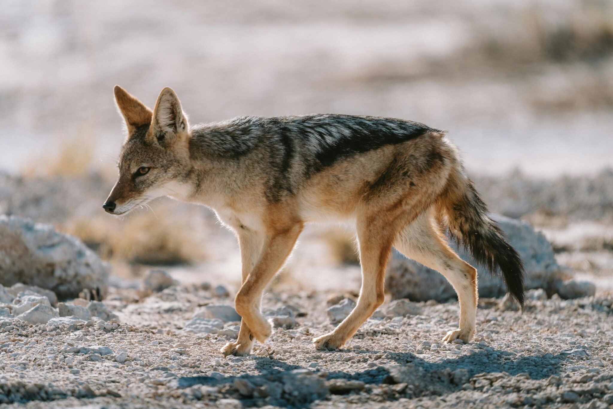 Etosha National Park Safari Price Guide » TravelStar360